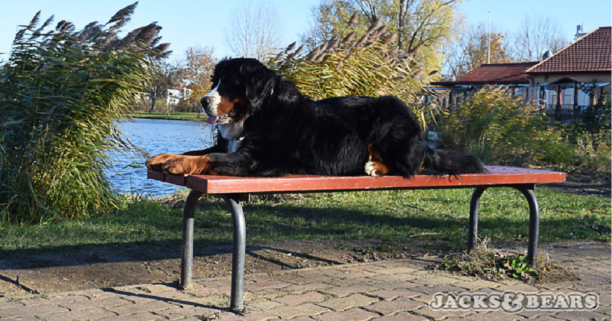 Tuppen av Hiselfoss - Jacks & Bears